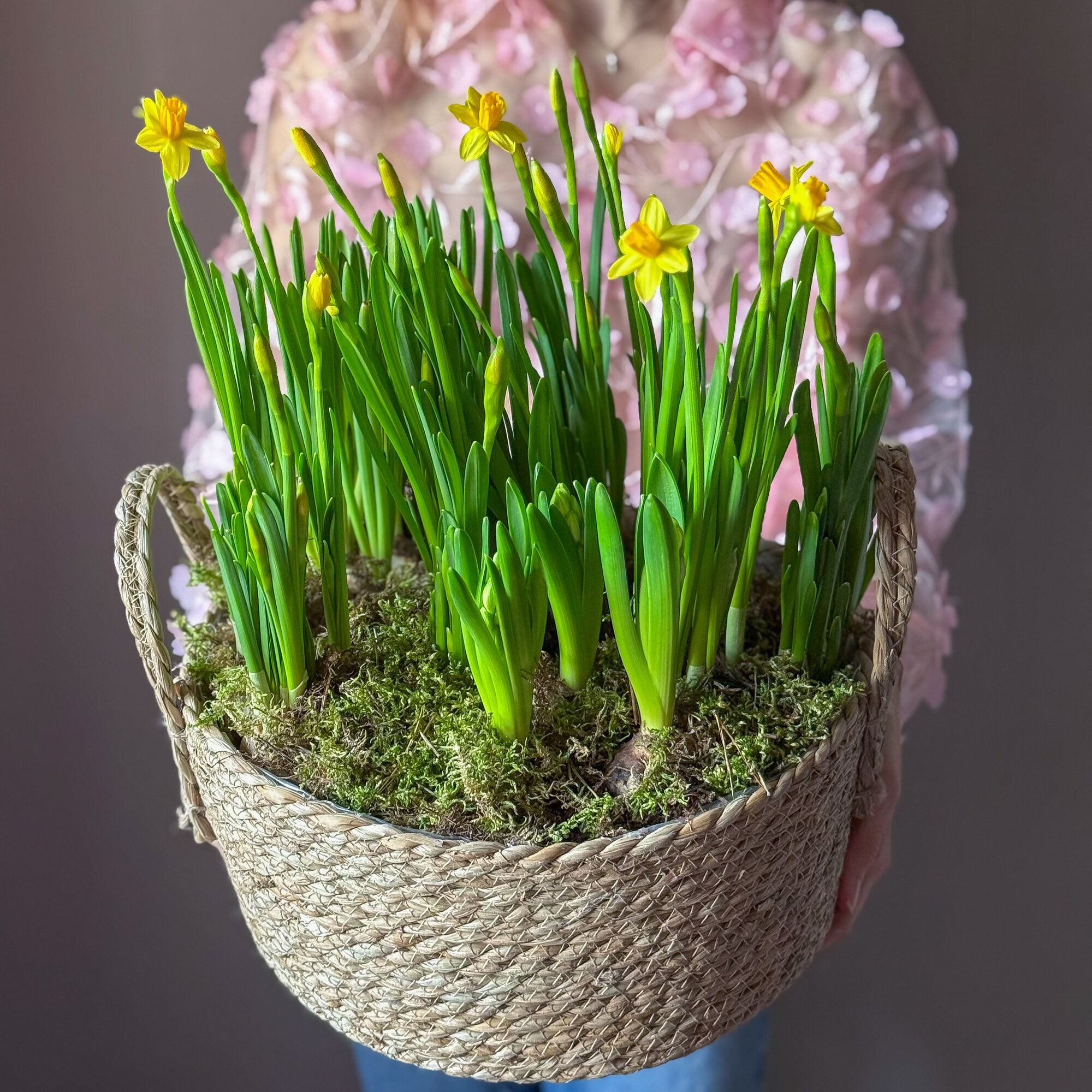 Большая корзина первоцветов, весенние нарциссы и гиацинты, Veresk 619