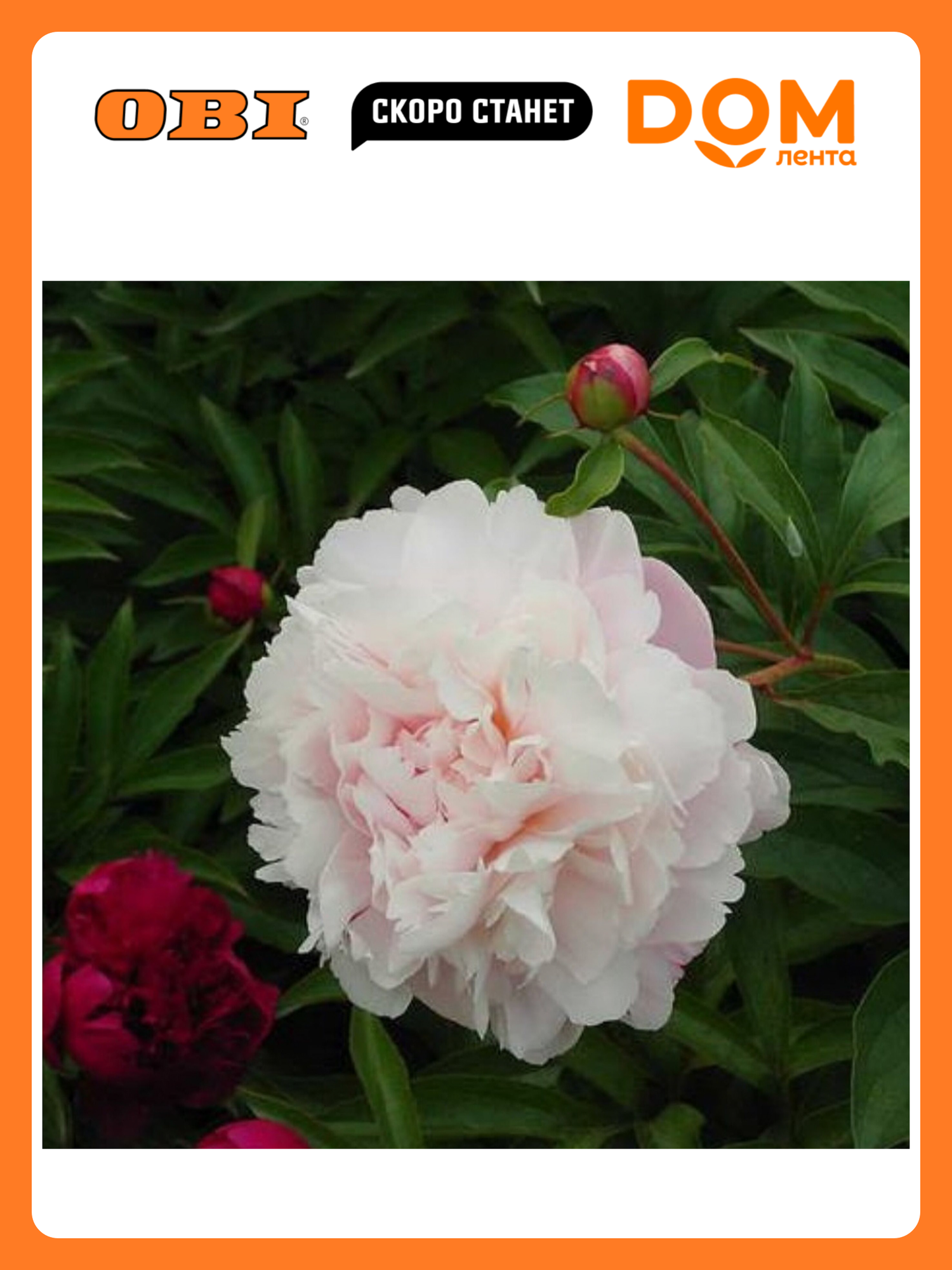 Саженец пиона Розовый Сад, корончатая форма, высота 80 см, быстрорастущий, розовый