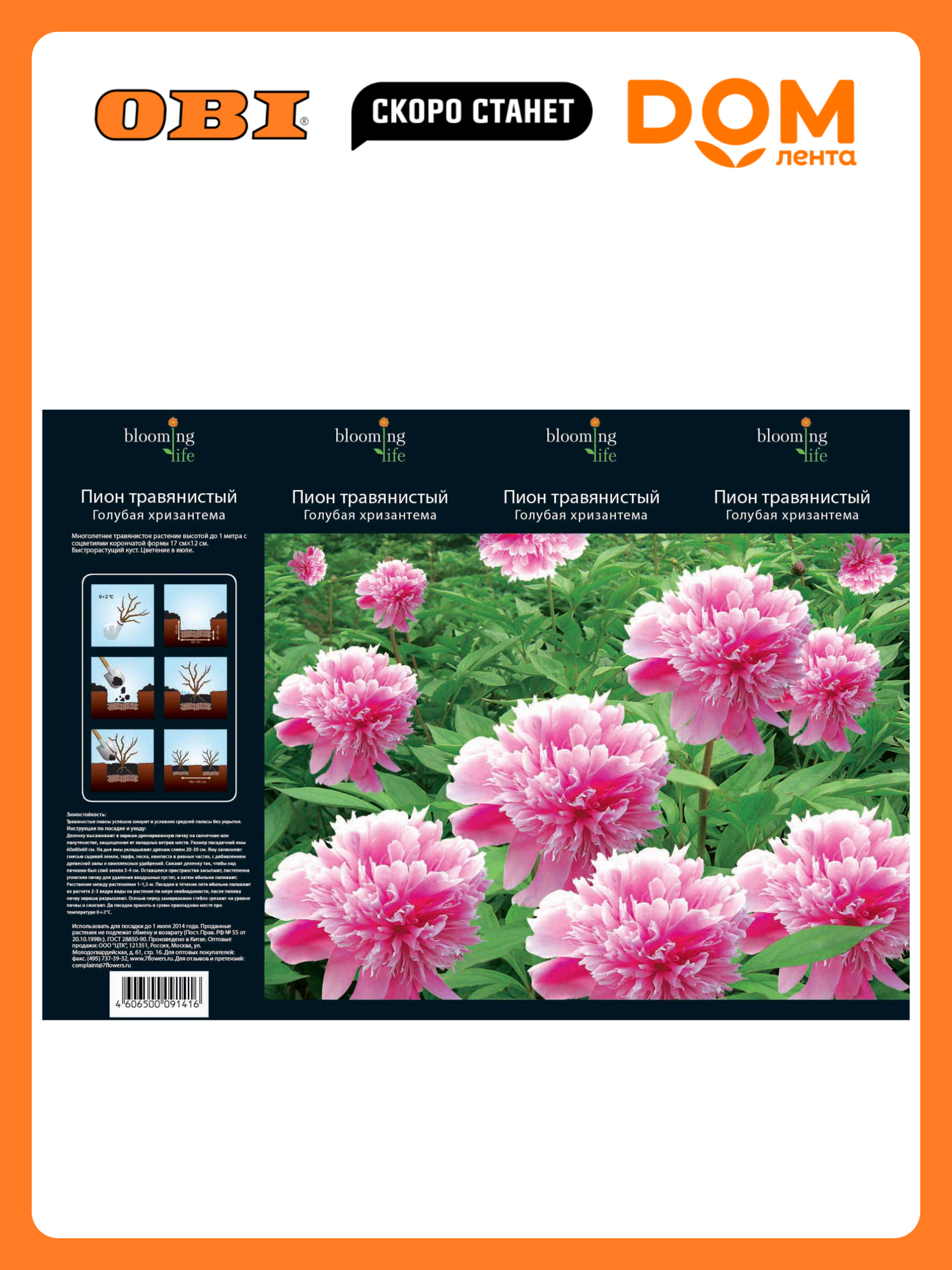 Растение Пион 7 цветов травянистый Голубая хризантема в коробке