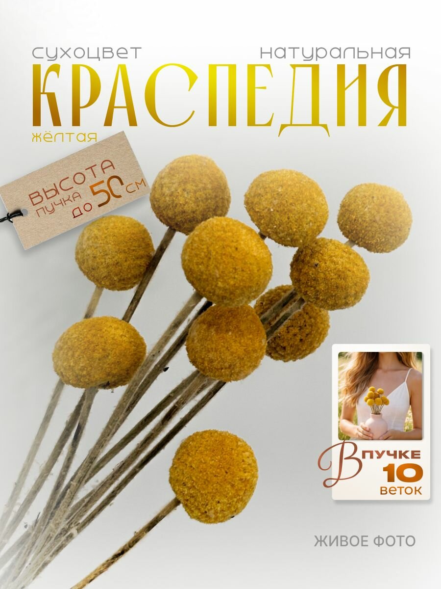 Краспедия натуральная сухоцвет, 10 веток