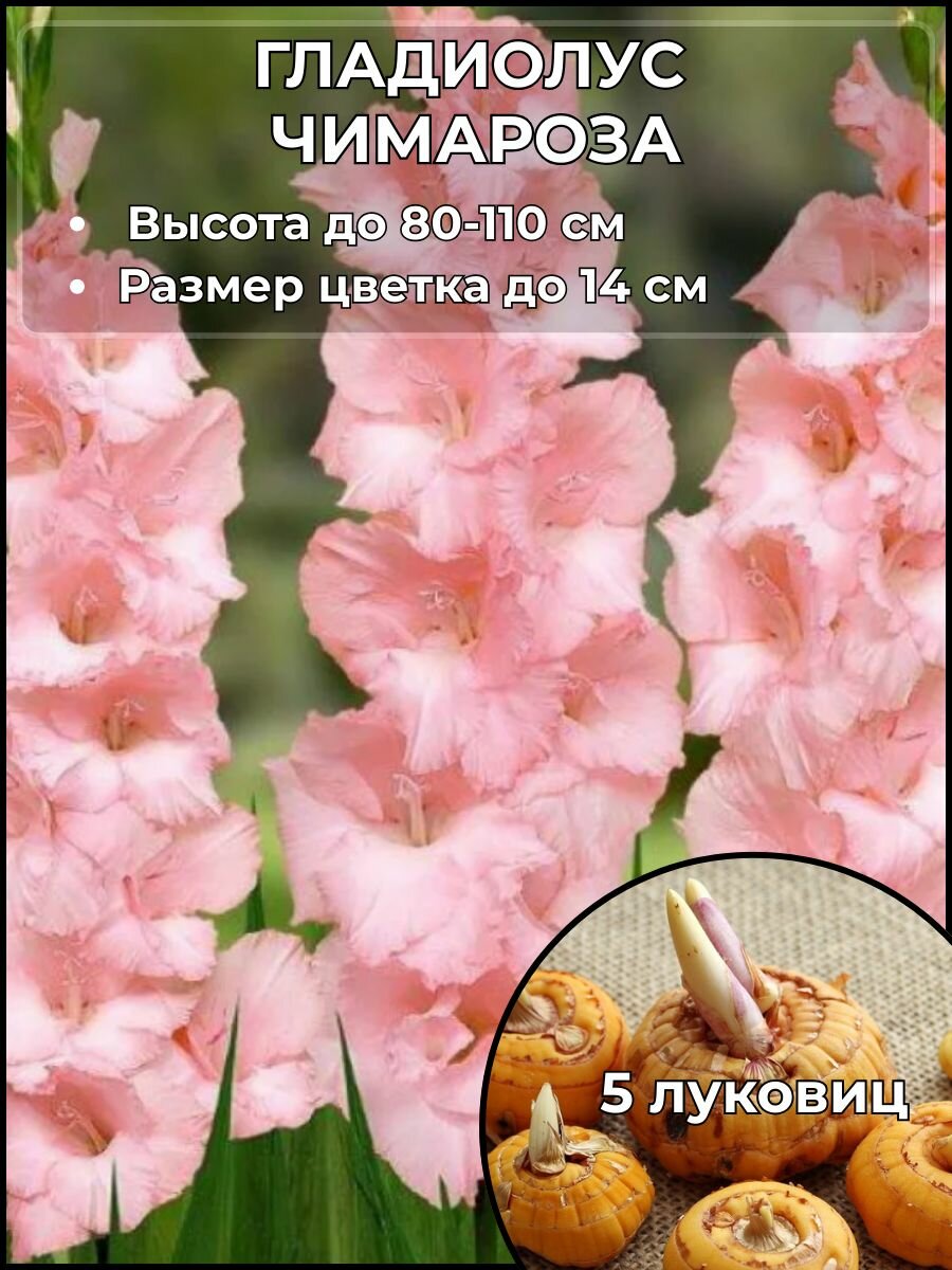 Гладиолус Чимароза, луковицы 5 штук
