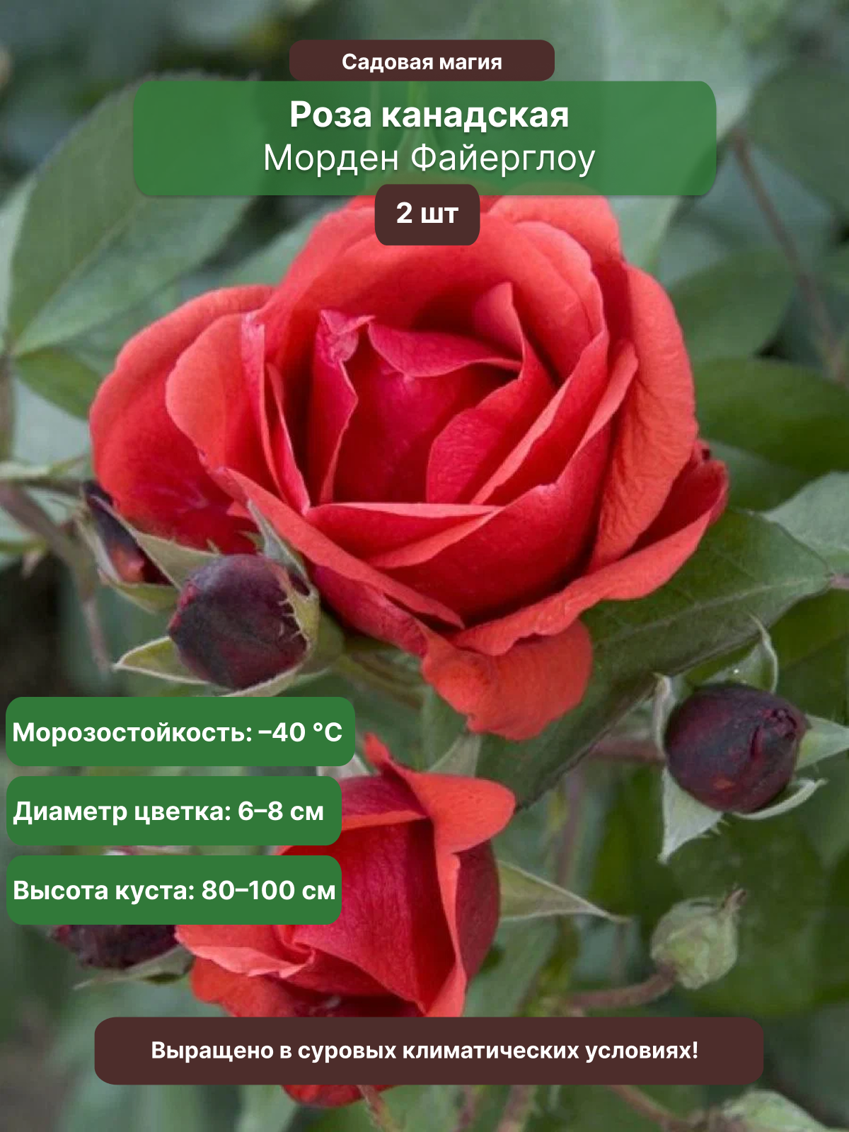 Роза канадская Морден Файерглоу / 2 шт, морозостойкая, многолетняя