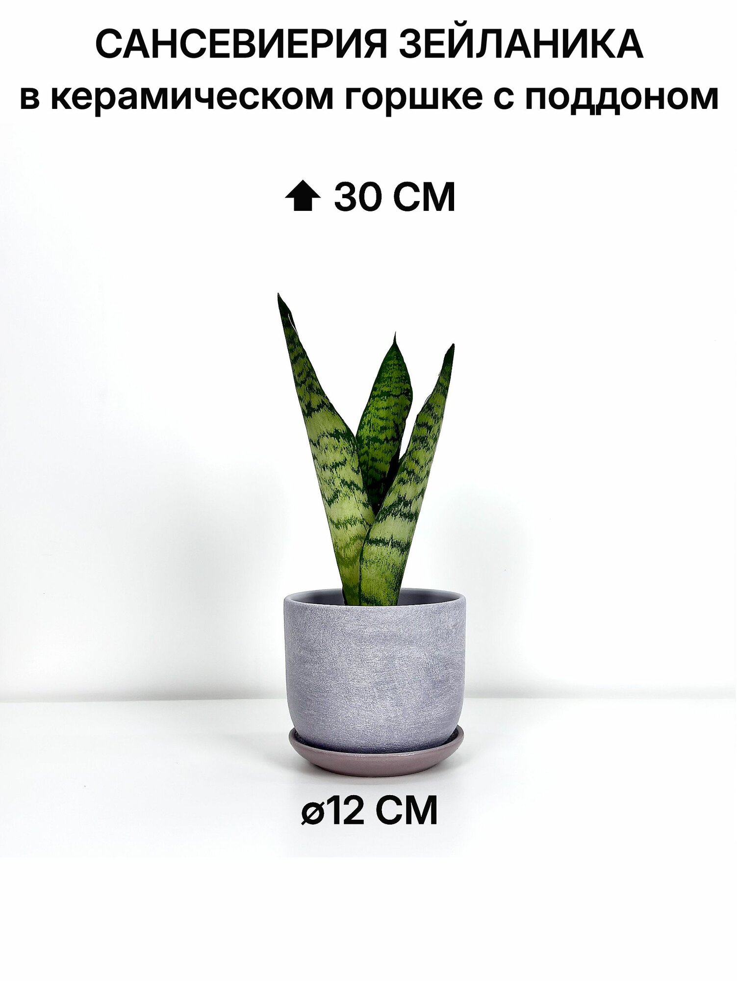 Сансевиерия Зейланика в сиреневом керамическом горшке с поддоном D12 Замша, высота 30см