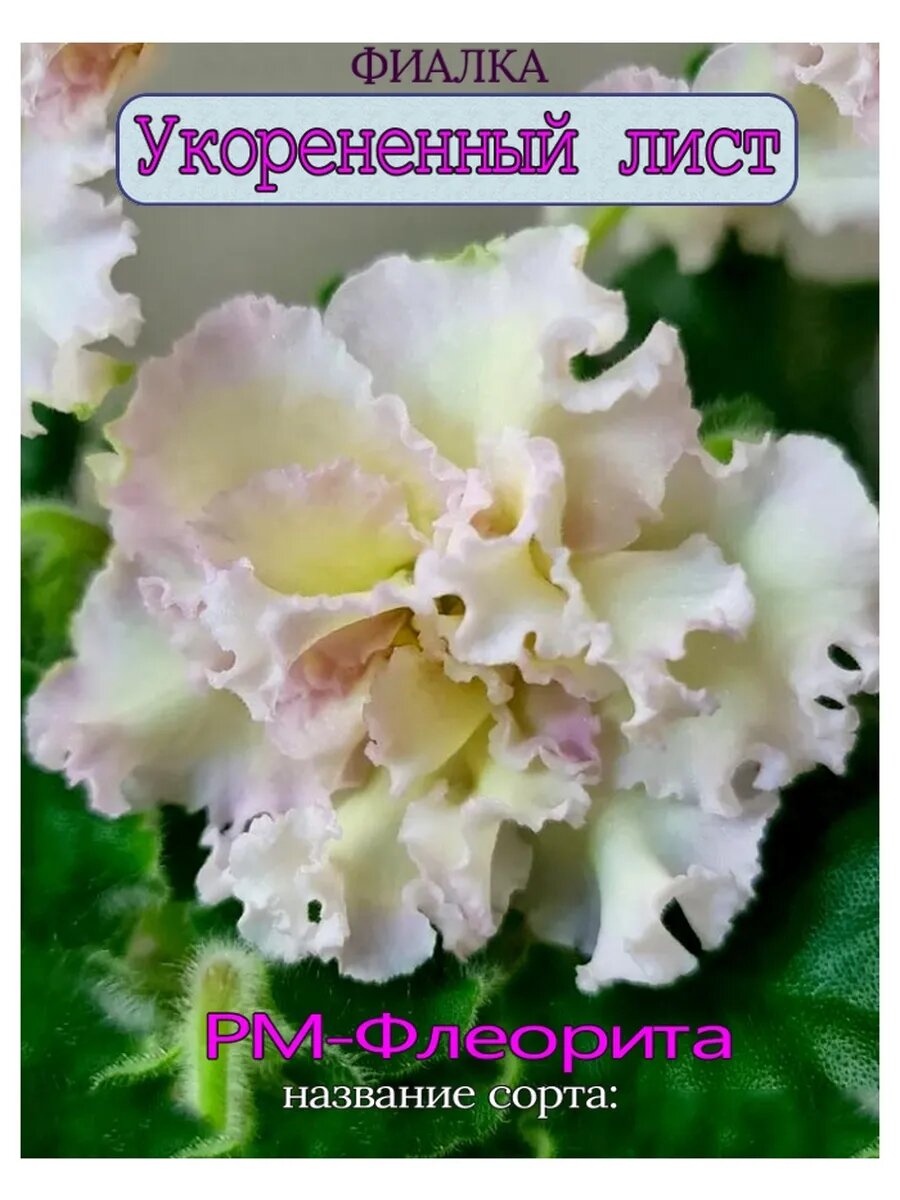 Фиалка живая в горшке комнатная сорт РМ-Флеорита (укорененный лист) 1 штука