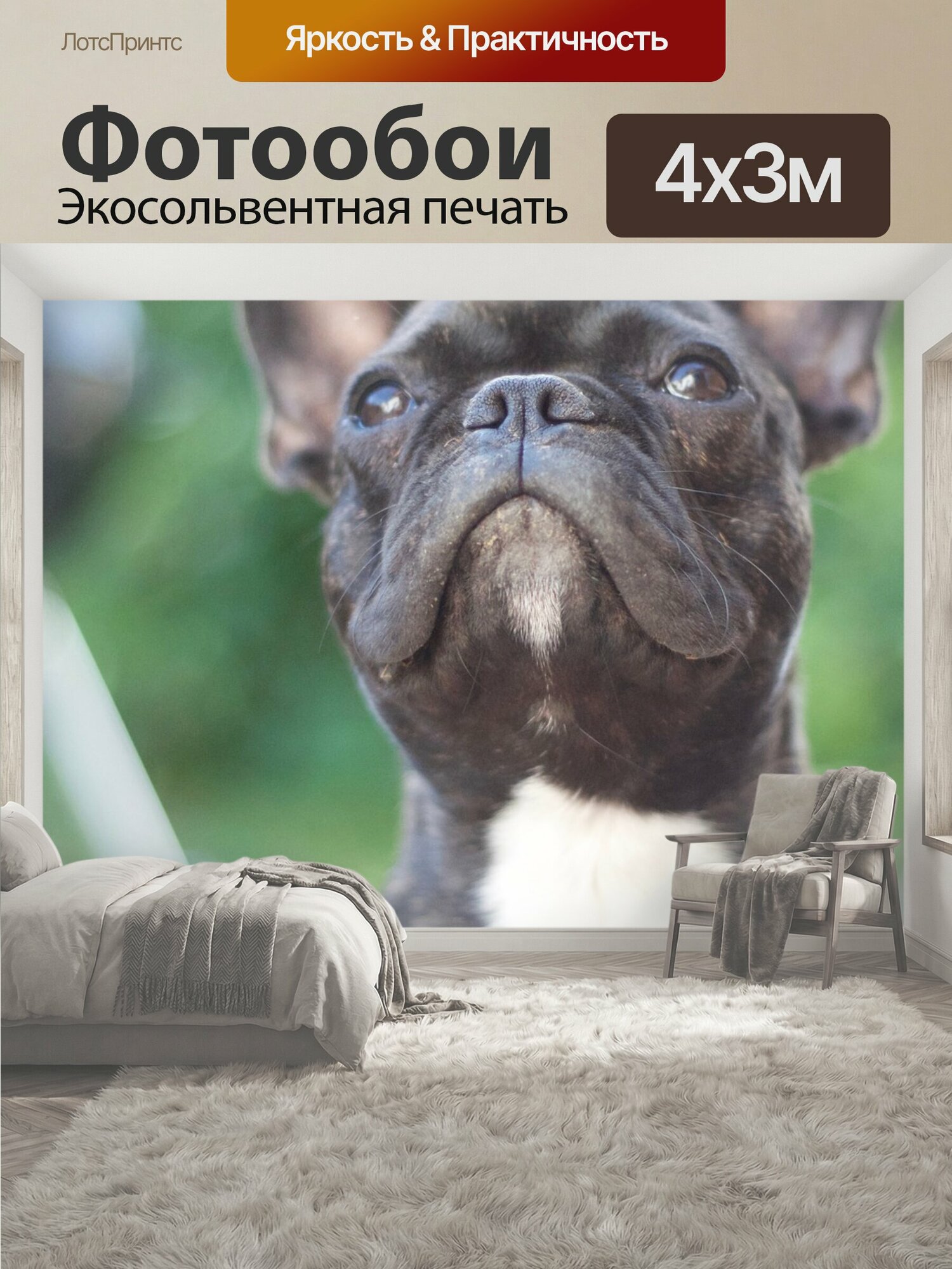 Фотообои "Собака, бульдог, французский бульдог" 400x300 см. экосольвентная печать