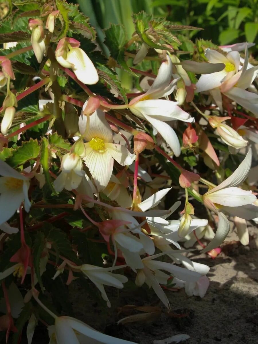 Бегония Санта Барбара боливийская