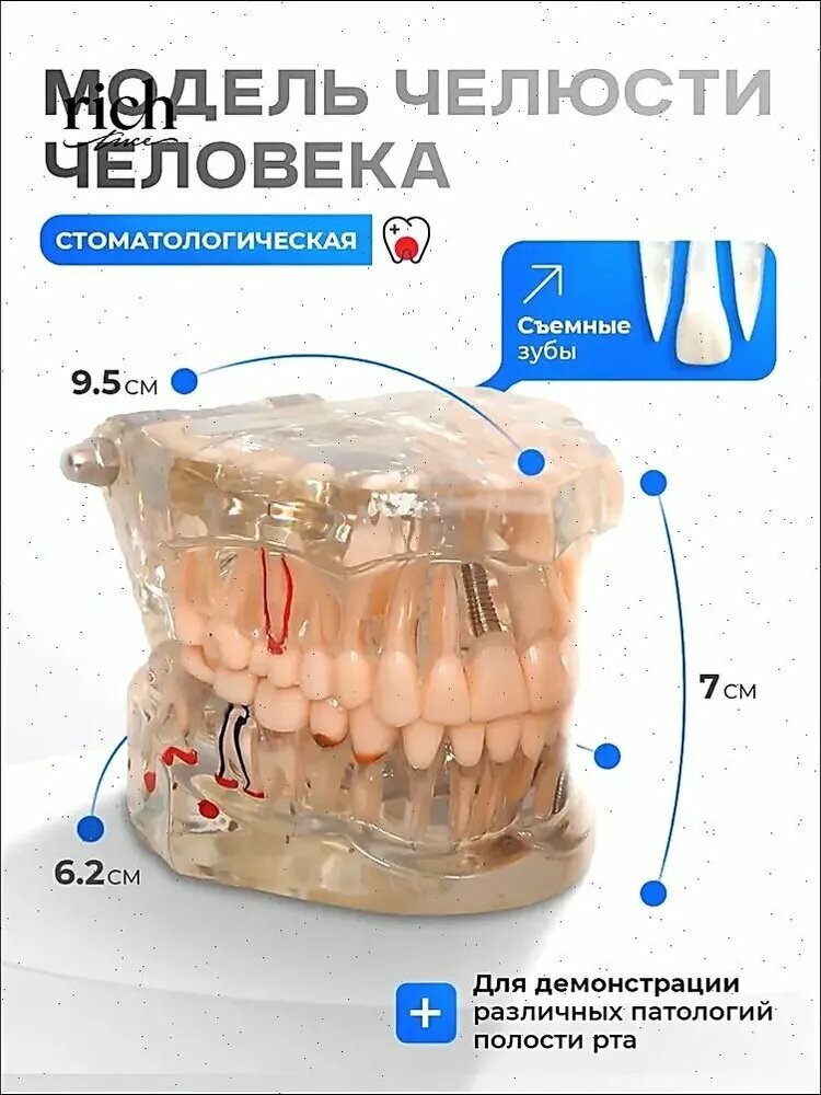 Стоматологическая модель челюсти человека Corpo dente, 32 зуба