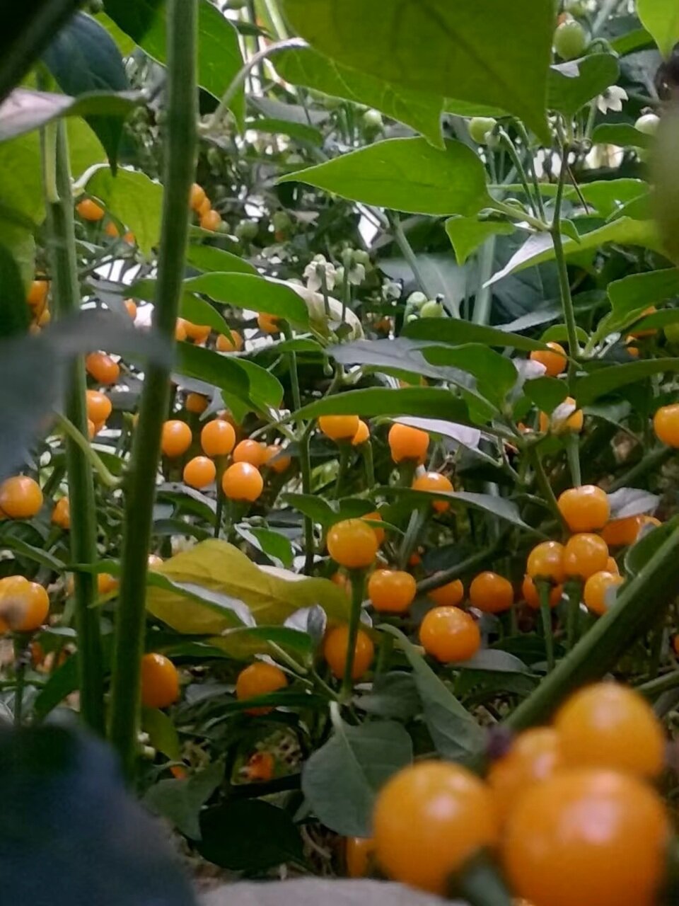 Семена Острый перец Aji Charapita (Аджи, Ахи чарапита), 10 семян