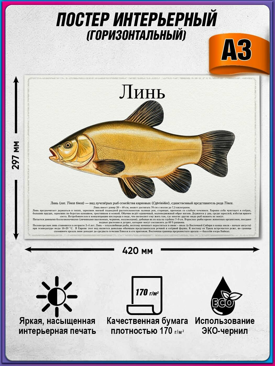 Постер интерьерный "Линь", плакат, подарок на День рыбака / А-3 (42x30 см.)