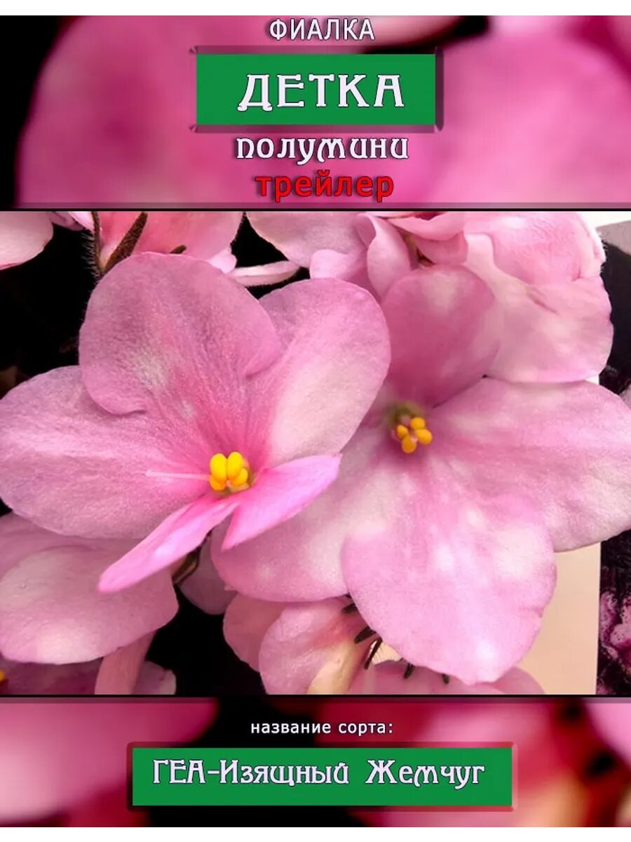 Фиалка детка сорт ГЕА-Изящный Жемчуг