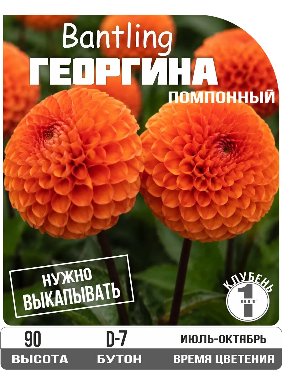 Георгины помпонный Бантлинг клубни многолетние 1 шт. высота 90 см