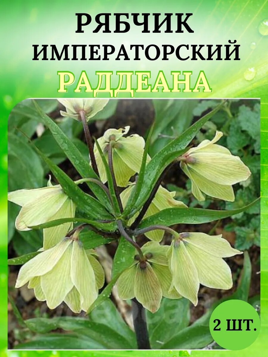 Рябчик императорский, луковицы 2 штуки