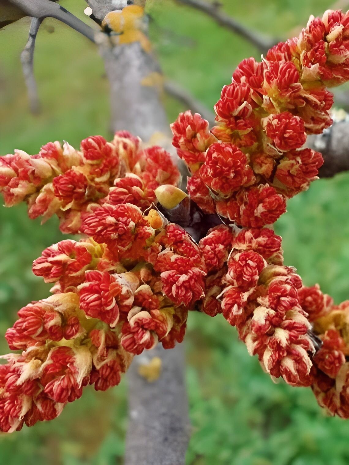 Семена Кориария Непальская, 20 штук