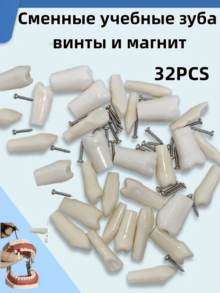 Учебная модель челюсти 32 зуба стоматологическая