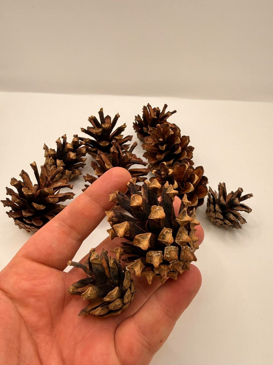 50 шт, Шишки для рукоделия "Шишки отборные", для поделок, 50 шт, 6-8см