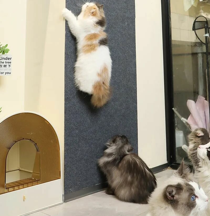 Когтеточка — фото 1