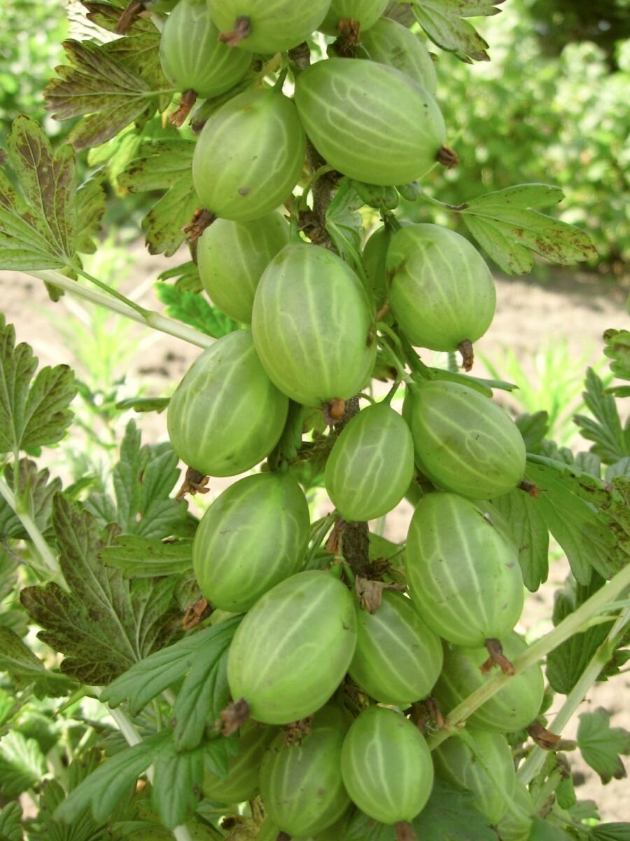 Крыжовник малошипный Малахит, морозостойкий, неприхотливый, 2шт