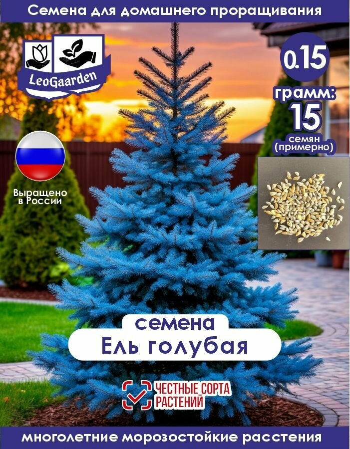 Семена, Ели Голубой , 0,15 грамм (15 семян)