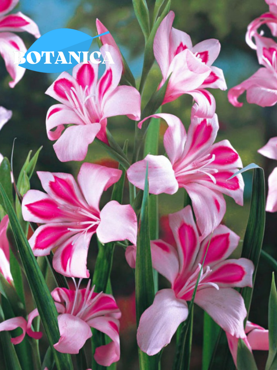 Луковицы цветов, botanica garden , Гладиолус Импрессив ( 5 луковиц )