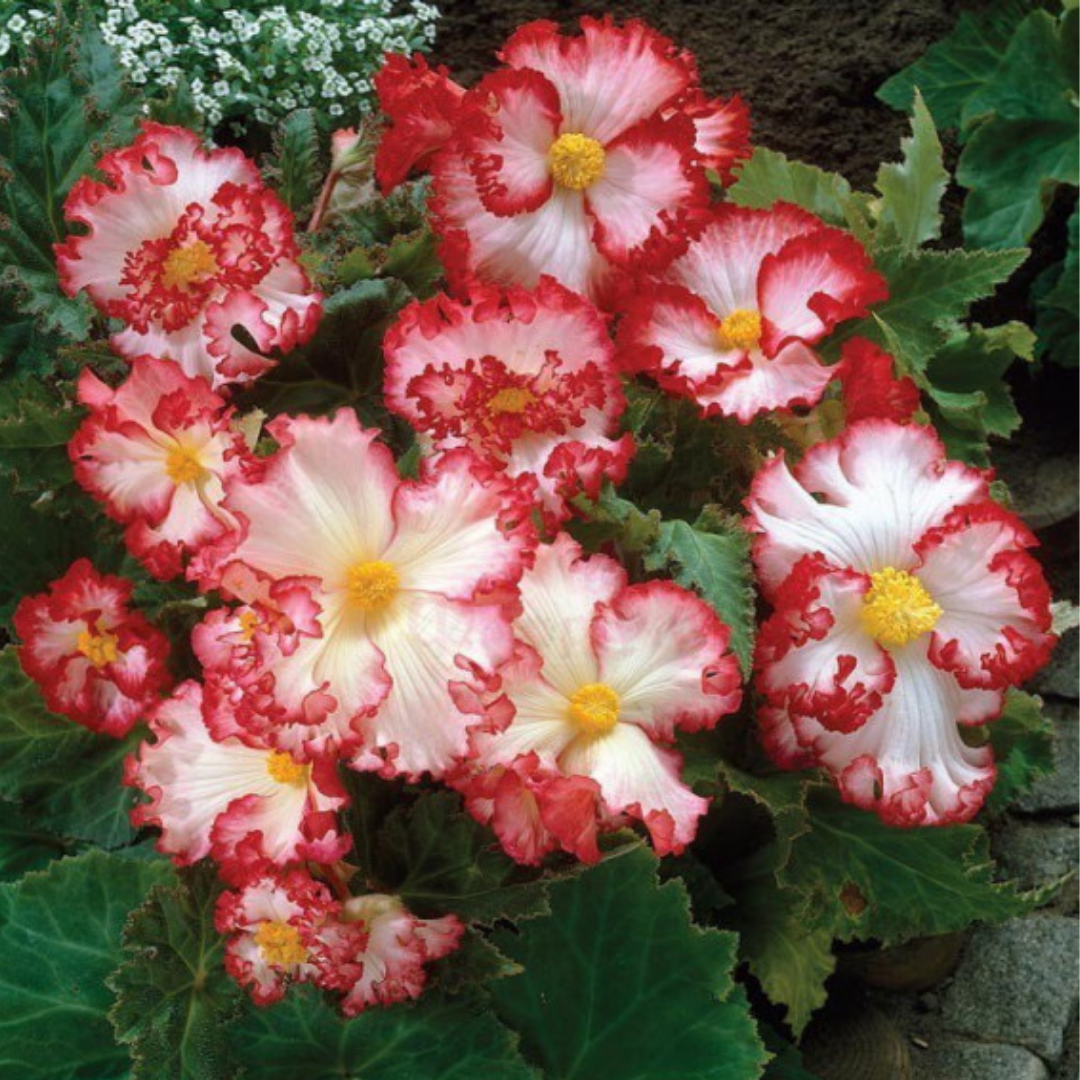 Бегония Криспа Уайт/Ред (1 клубень), Нидерланды