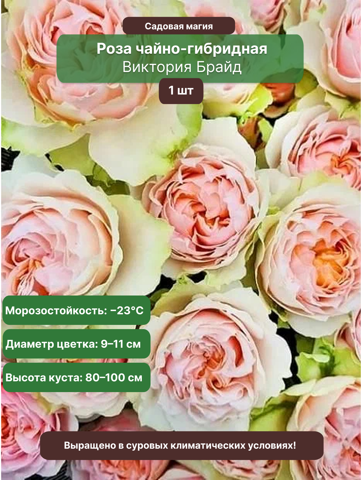 Роза Виктория Брайд, чайно-гибридный сорт, 30 см, светло-розовая, многолетняя