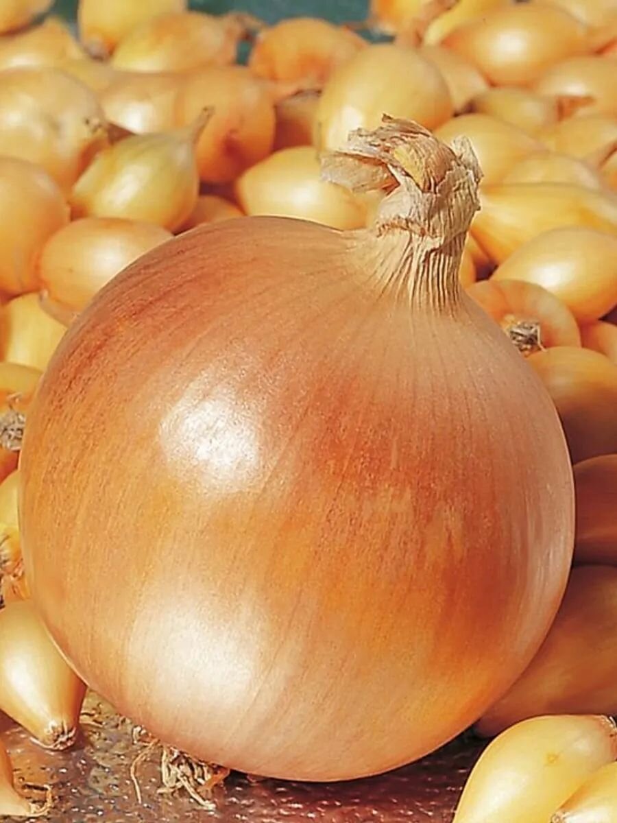 Лук-севок Геркулес (желтый) 0,5 кг