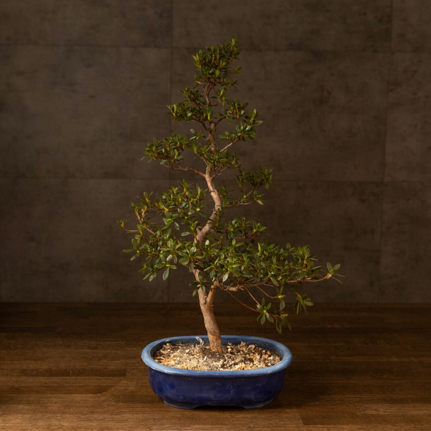 Бонсай Азалия синий овал 60 см