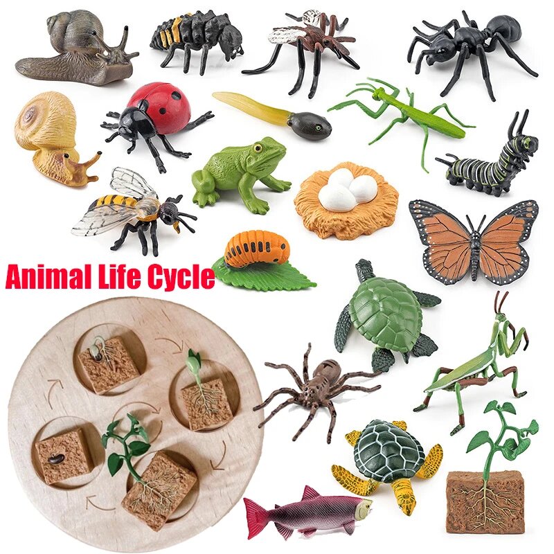 Ladybug Growth Cycle Model C-4pcs — фото 1