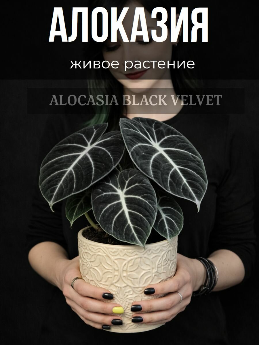 Алоказия Блэк Вельвет (Alocasia Black Velvet) D11см, растение в горшке