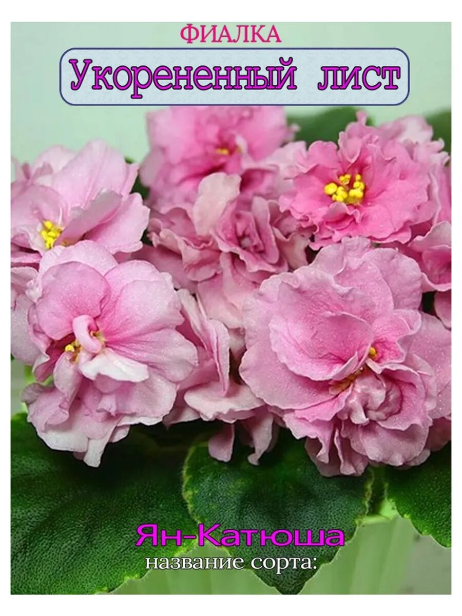 Фиалка живая в горшке комнатная сорт Ян-Катюша (укорененный лист) 1 штука красивая