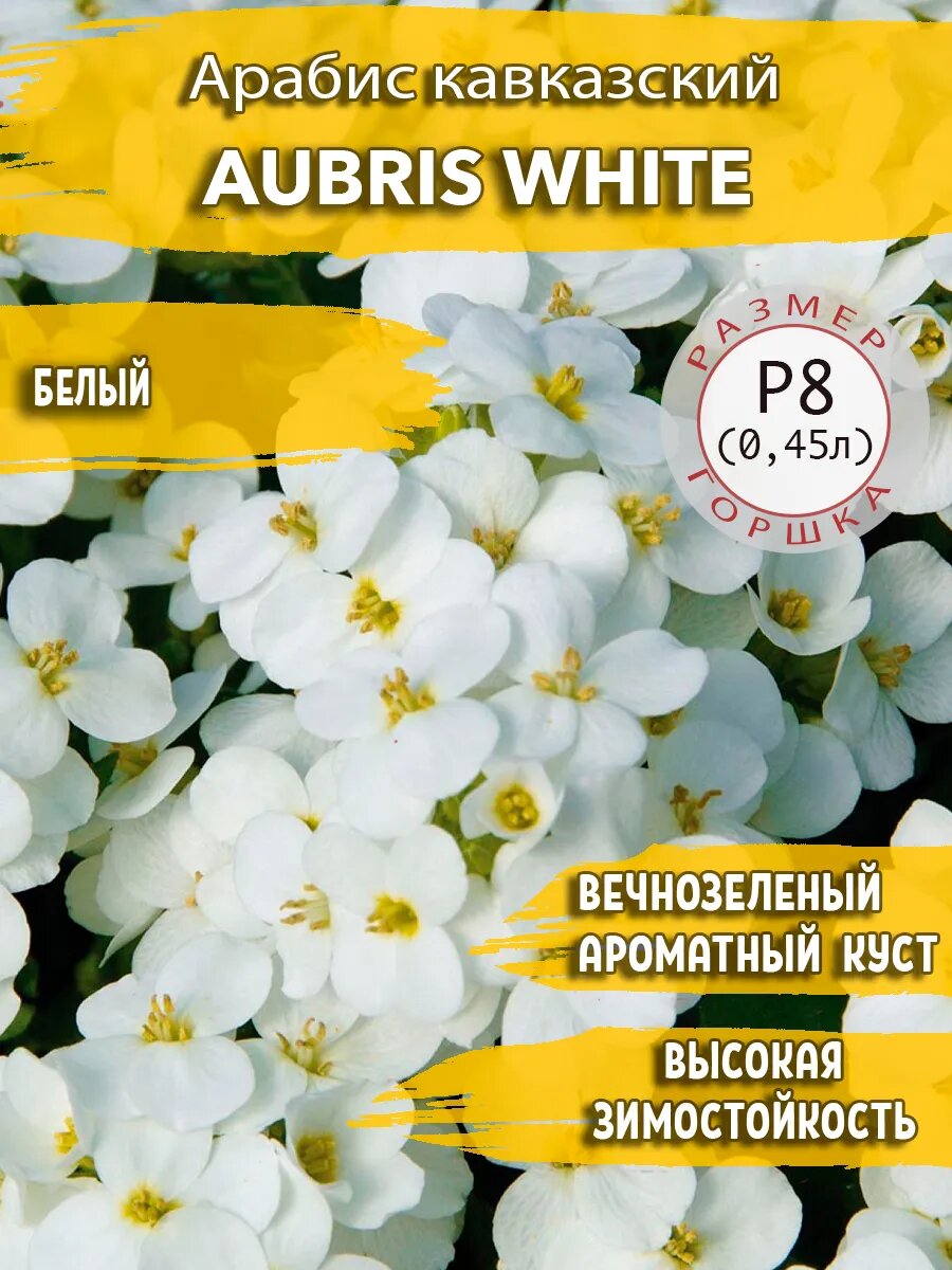 Арабис кавказский Aubris White