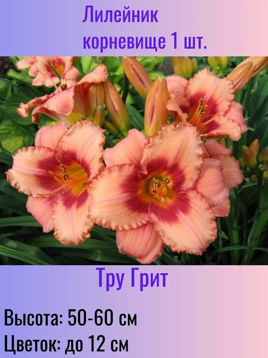 Саженцы лилейника многолетние цветы 1 штука