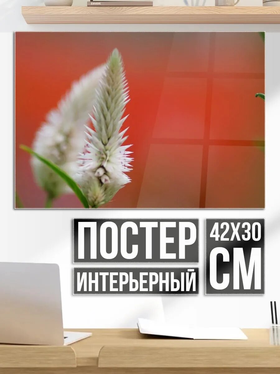 Плакат постер Цветок на красном фоне