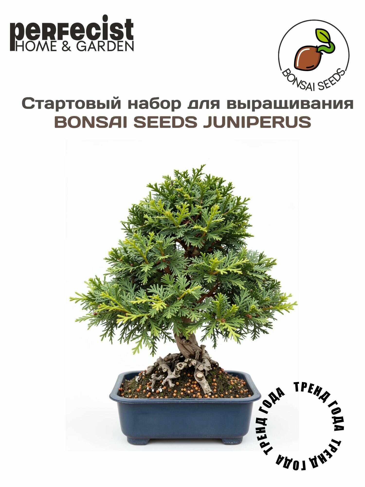 Набор для выращивания Perfecist "BONSAI SEEDS Juniperus", можжевельник