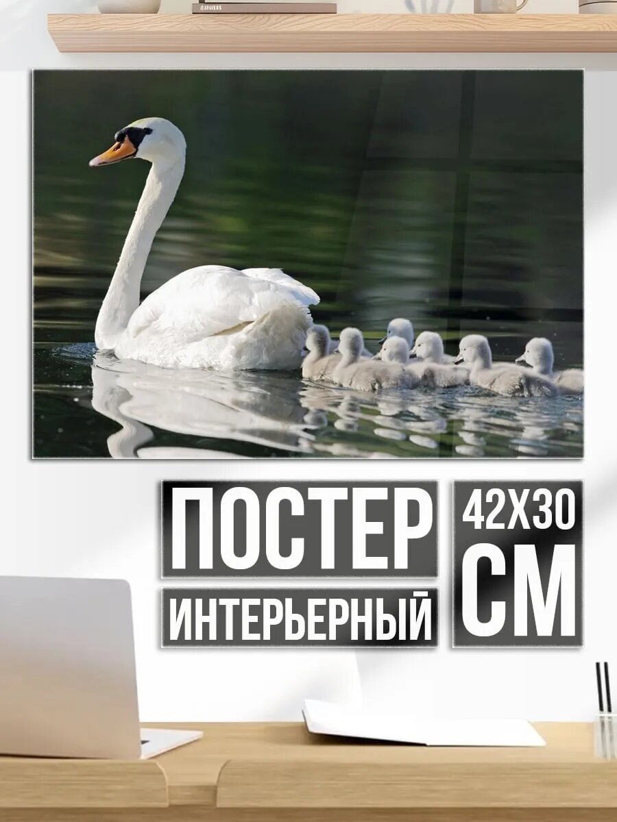 Плакат постер лебедь с лебедятами