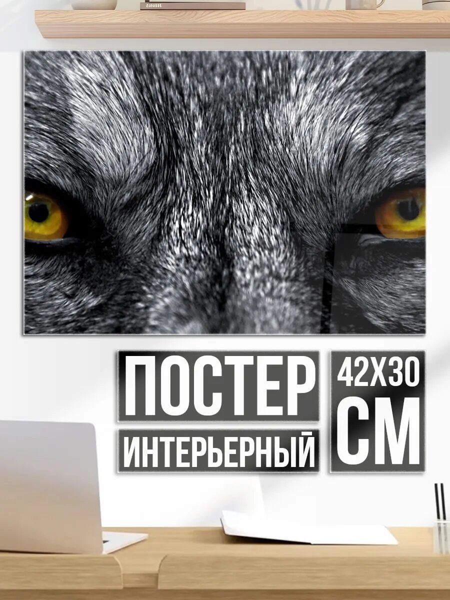 Плакат постер Глаза волка
