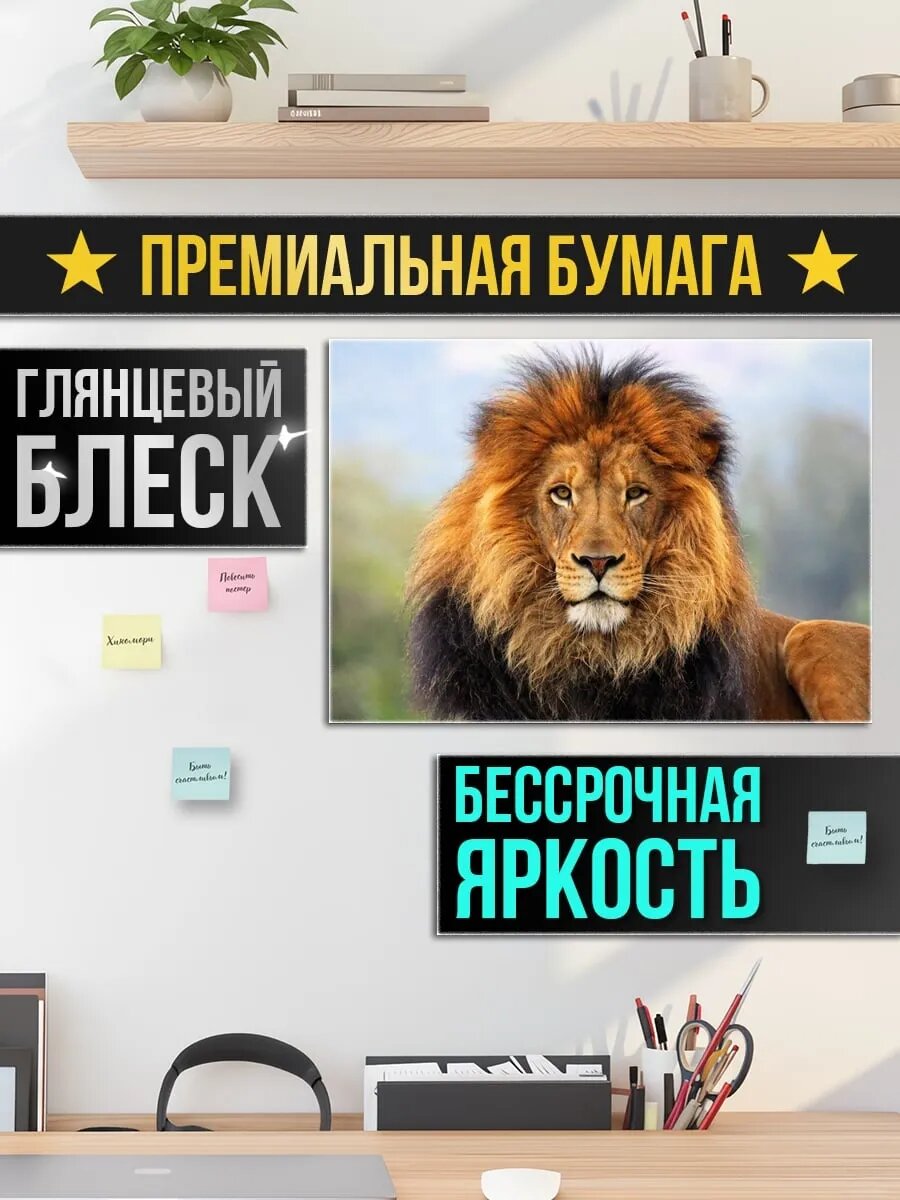 Плакат постер Лев грива — фото 1
