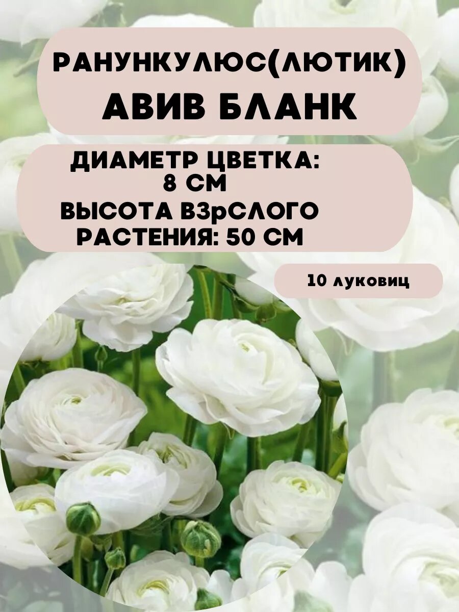 Ранункулюс луковицы/Лютик азиатский