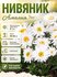 Нивяник «Амелия»