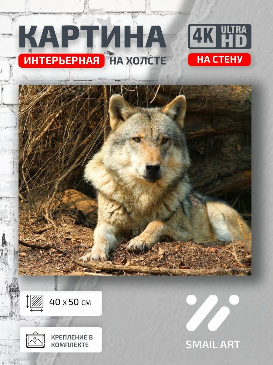 Картина на холсте интерьерная 40 на 50 на стену Зверь Animal для кабинета animal style