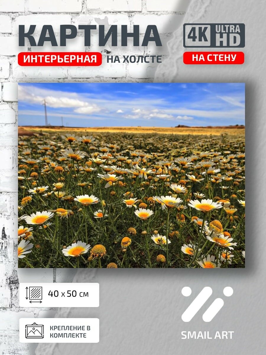 Картина на холсте интерьерная 40 на 50 на стену Природа ромашки для гостиной пейзаж