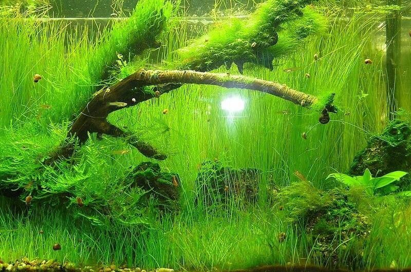 Живое аквариумное растение Ситняг Живородящий, Элеохарис Вивипара 2-5 дочерних растения в зависимости от размера