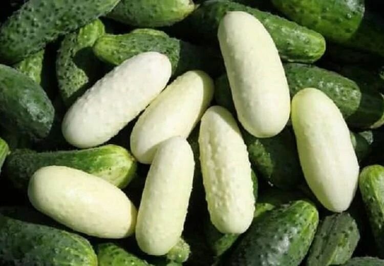 Коллекционные семена огурца Белый Сахар F1