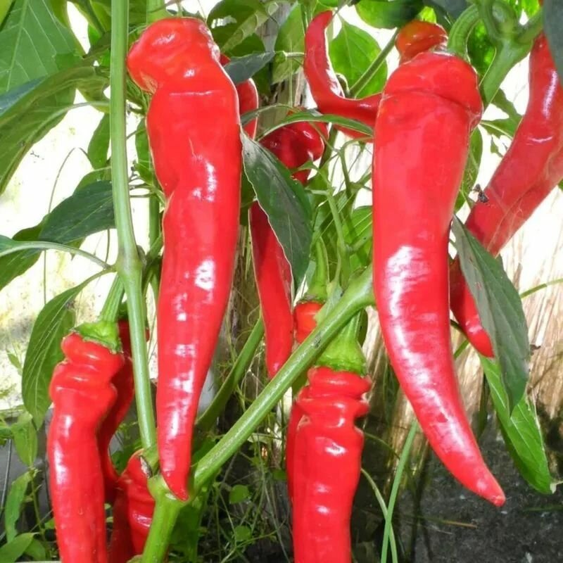 Коллекционные семена перца острого Чудо Подмосковья