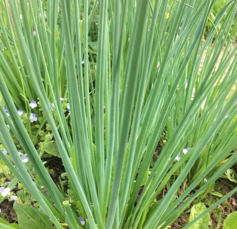 Коллекционные семена лука слизун Лидер/