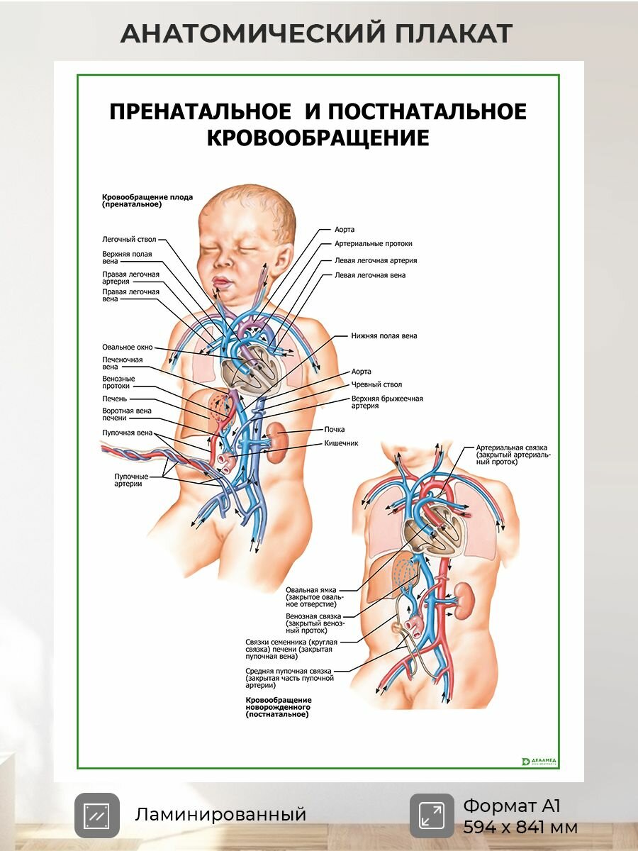 Обучающий медицинский плакат ламинированный формат А1 Пренатальное и постнатальное кровообращение