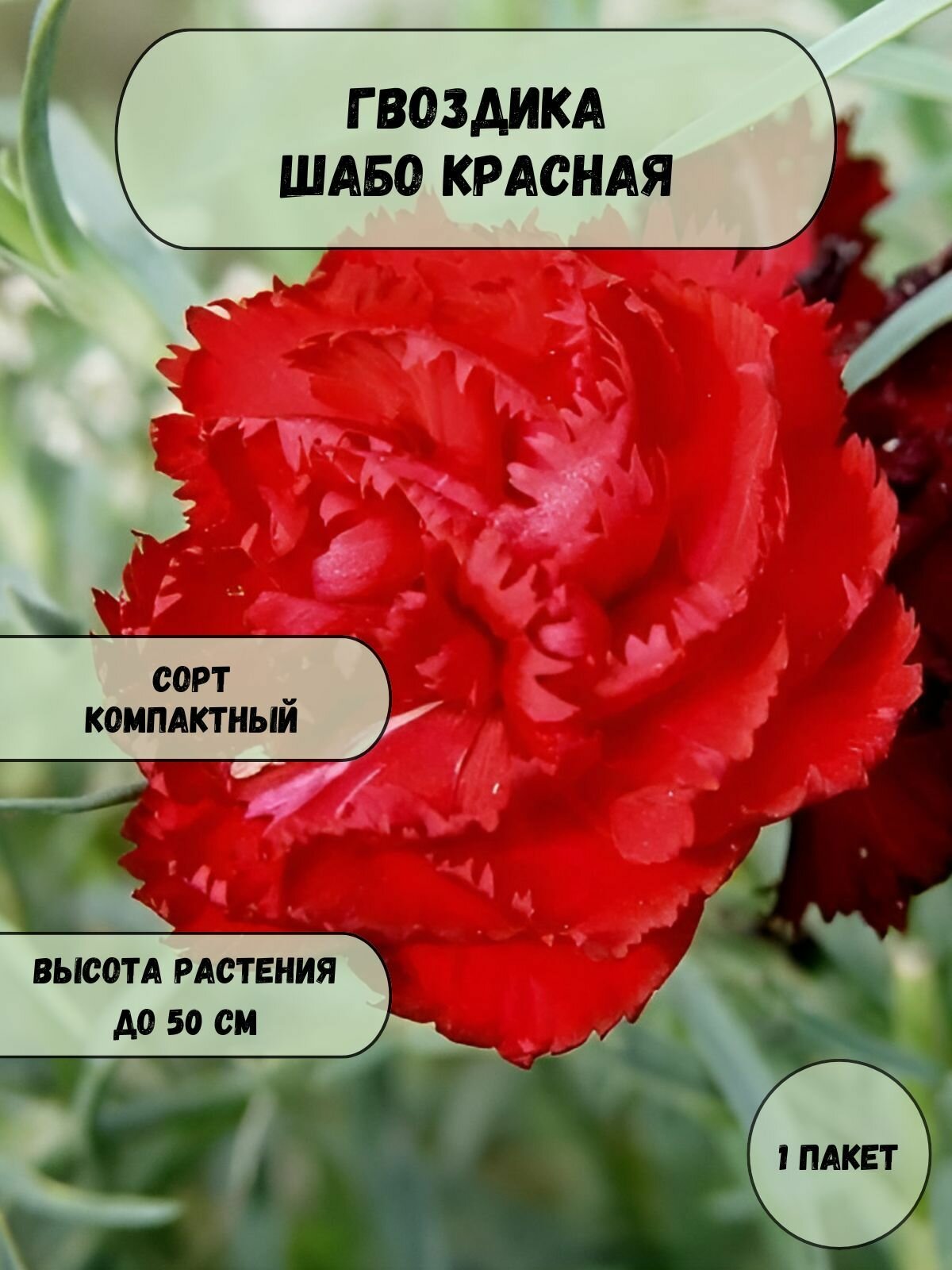 Гвоздика Шабо Красная семена 10 шт