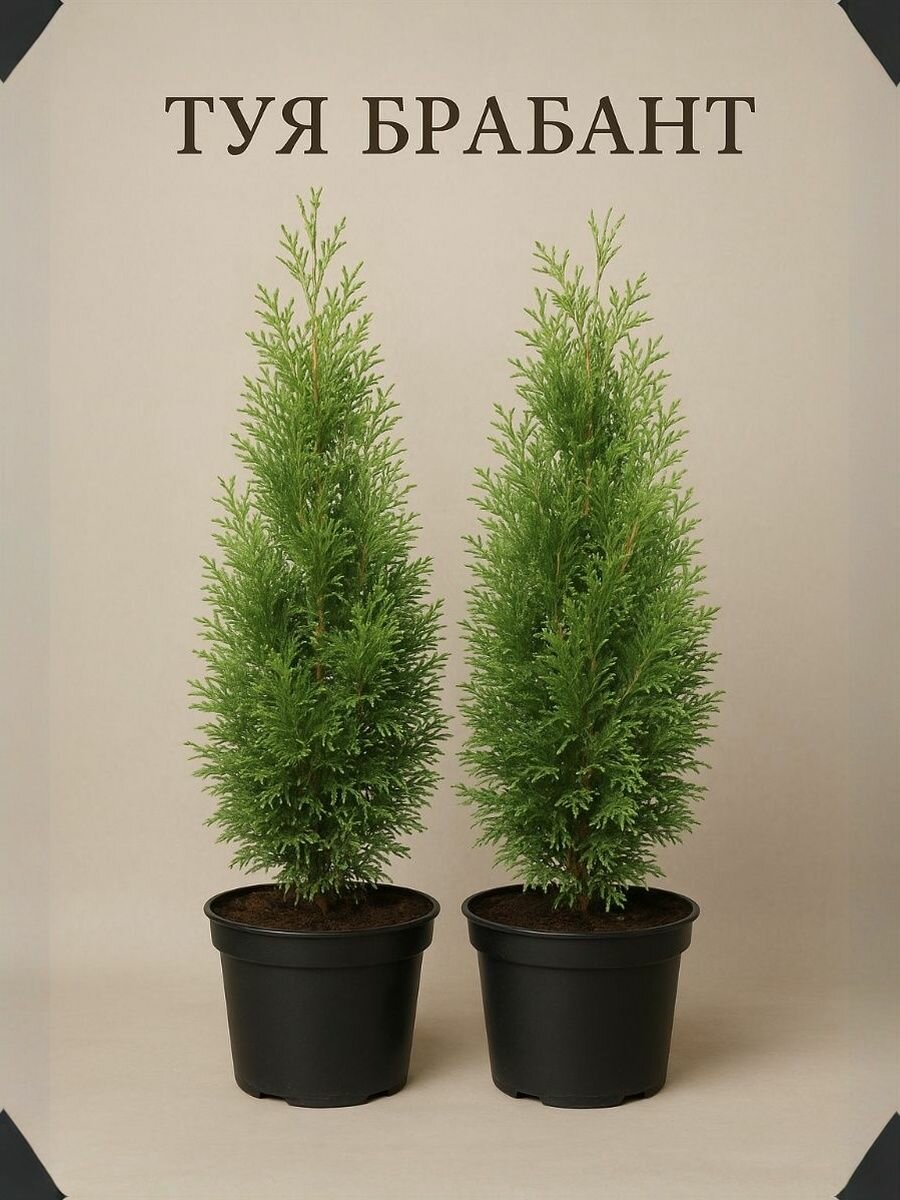 Туя Брабант, живая изгородь, для вертикального озеленения, ЗКС, 35см, в контейнере