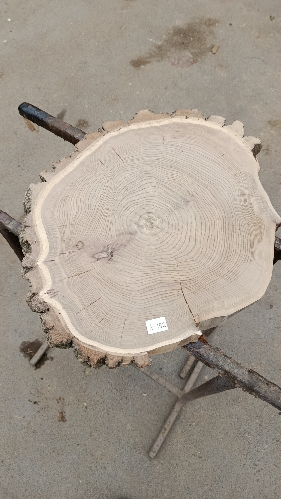 Спил из карагача 50х43х59см,(А152)высушенный, фрезерованный дерева