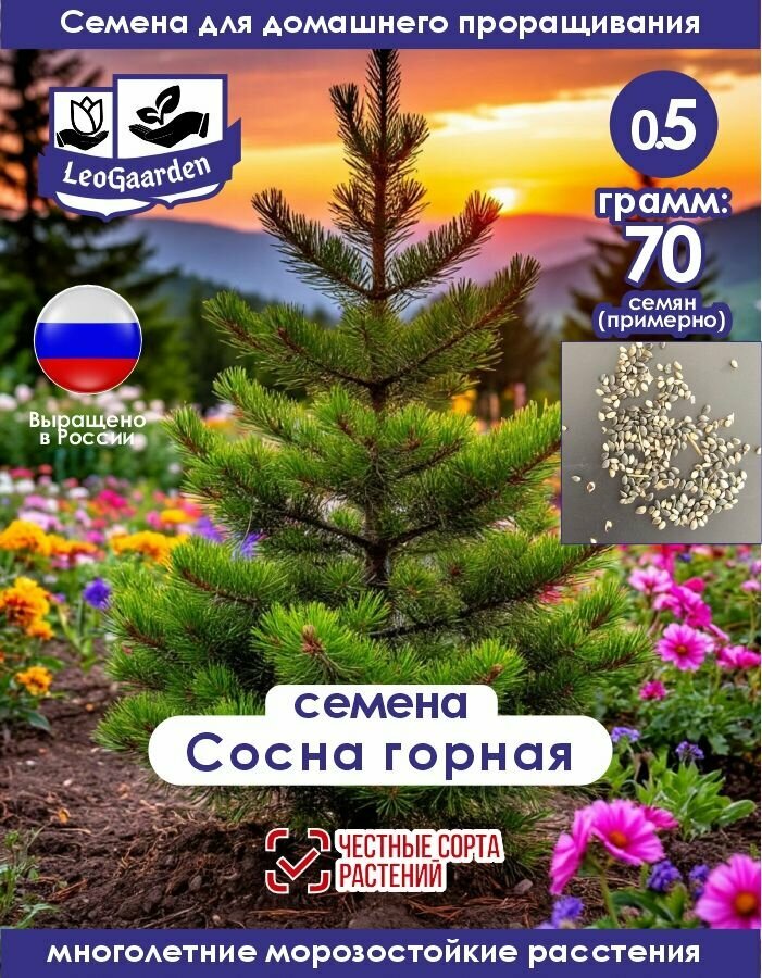 Семена, Сосны Горной, 0,5 грамм